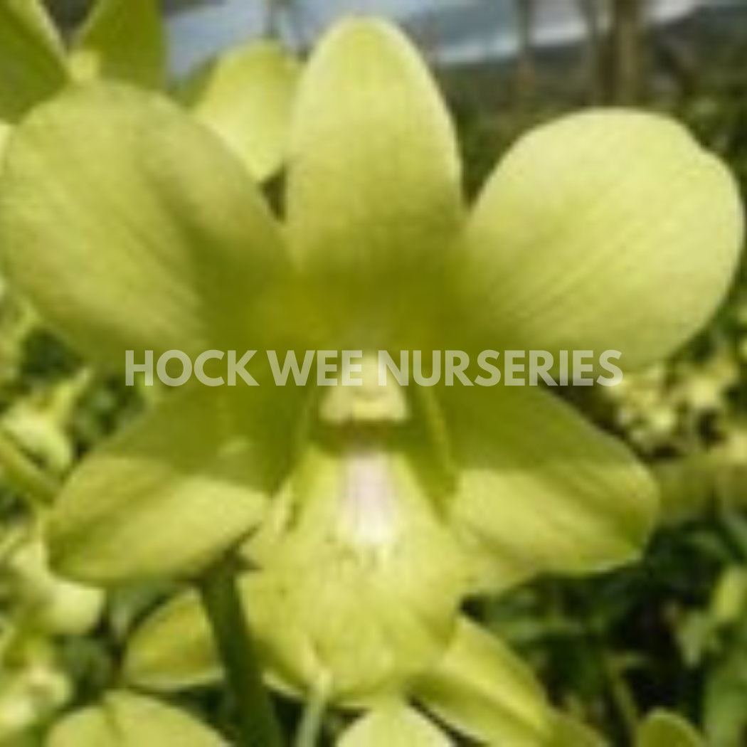 Den Lemon Green Kota Tinggi, Johor, JB, Malaysia Plant Nursery ...