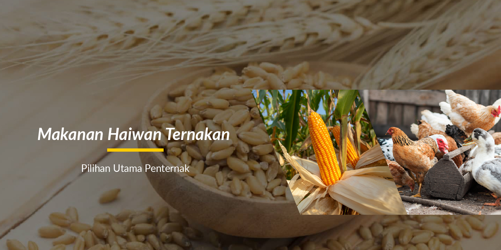 Pemborong Makanan Ternakan Malaysia, Penjual Makanan Lembu Dan Kambing ...