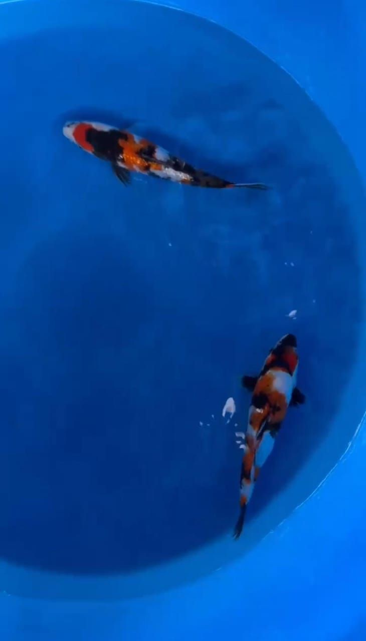 JAPAN SHOWA HIGH GRADE 25cm++ FROM KIBI FARM ( KOI SHOW LEVEL ) Ipoh ...