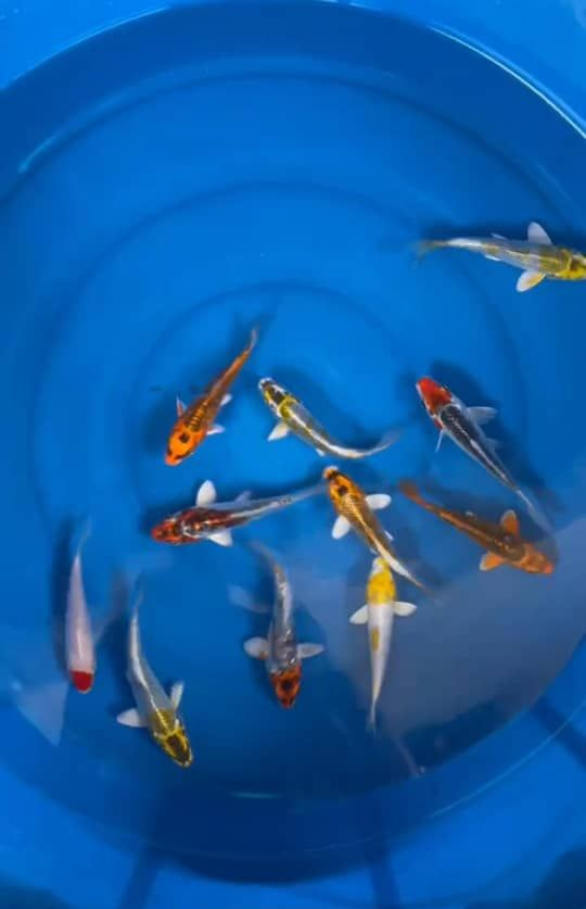 JAPAN KOI 3/4” LOCAL BREED SUPER PREMIUM HIGH GRADE TOSAI 10pcs COMBO ...
