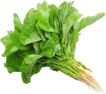Sayur Bayam_Spinach Melaka, Malaysia Supplier, Supply, Supplies ...